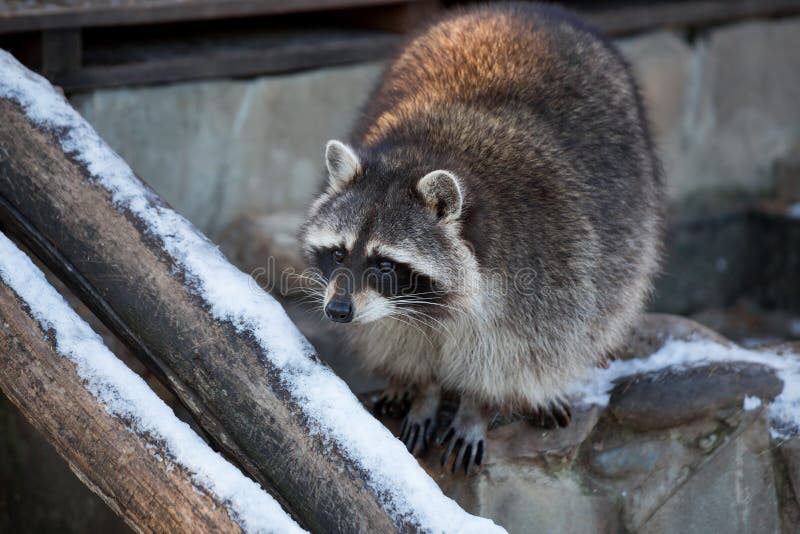 Raccoon in winter stock image. Image of mask, playful - 30908625
