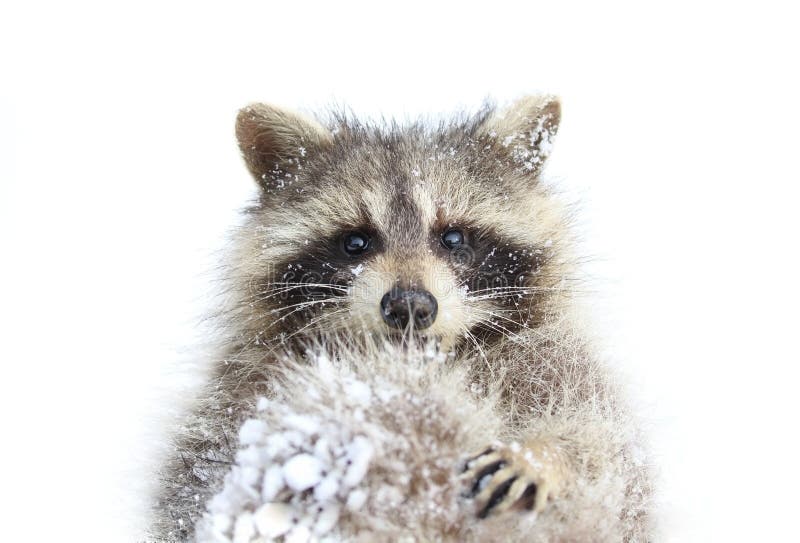 Raccoon during winter stock image. Image of mammal, winter - 67050171