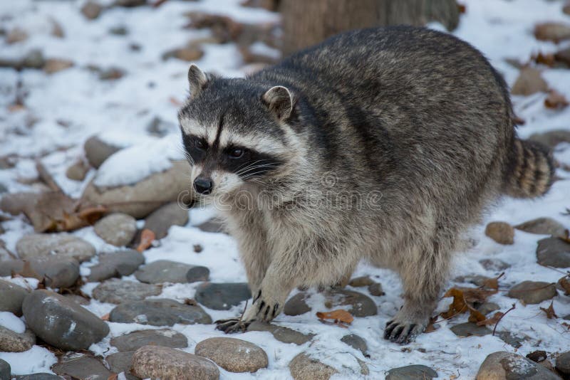 Raccoon in Snow stock photo. Image of nocturnal, outdoors - 10196880