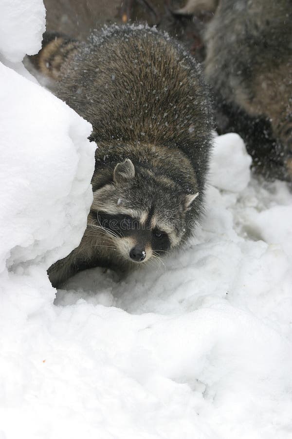 Raccoon in the Winter among Stones Stock Photo - Image of young, front ...