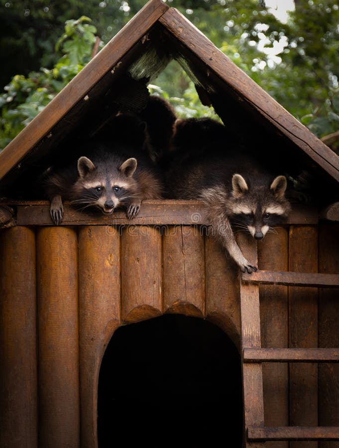 Raccoon house stock photo. Image of waking, early, dark - 56850826