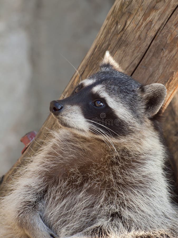 Raccoon-nose n a zoo stock image. Image of mammal, coati - 113182647
