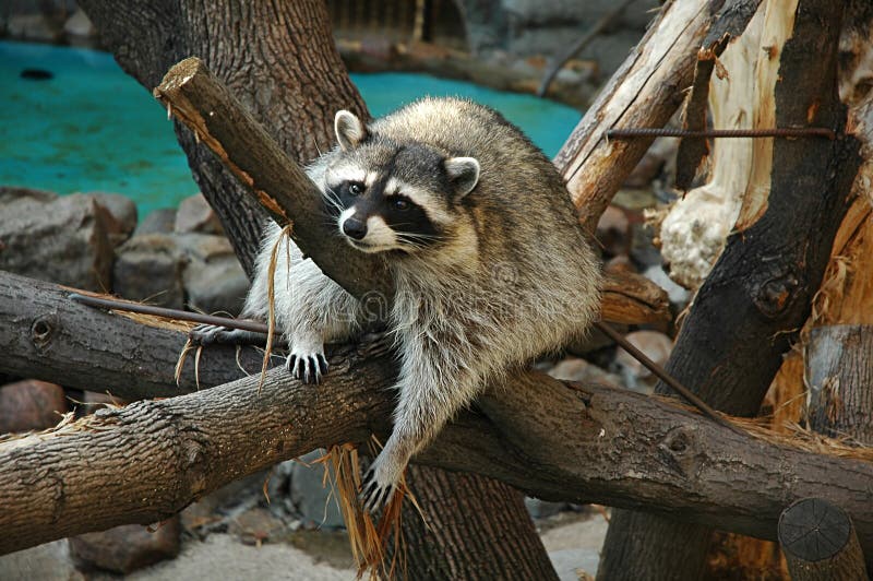 Raccoon in Zoo stock photo. Image of moscow, nature, natural - 299632