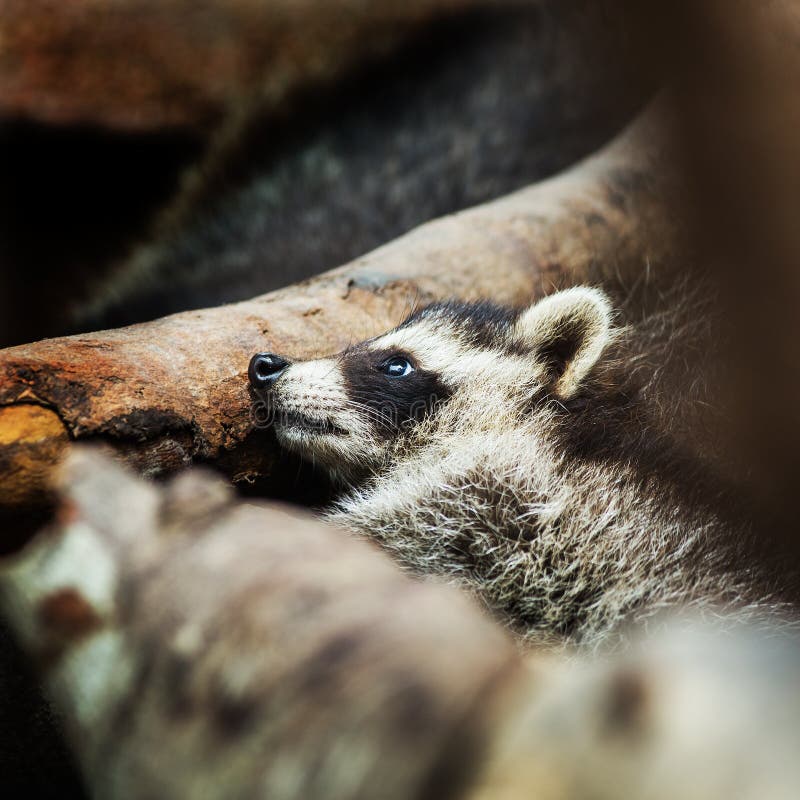 Raccoon stock image. Image of ojatro, mask, cubs, babies - 41838163