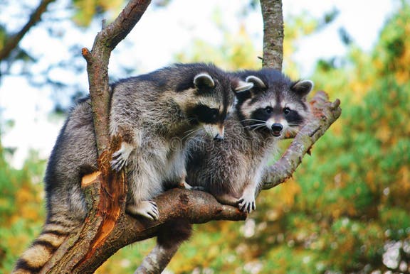 Raccoons. stock photo. Image of procyons, fauna, small - 13774870