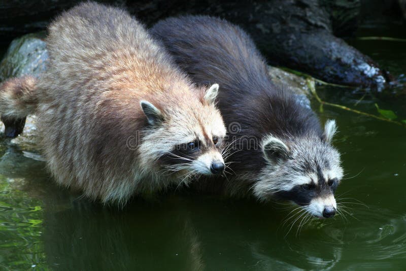 Two raccoon cubs in a tree stock photo. Image of young - 74306816