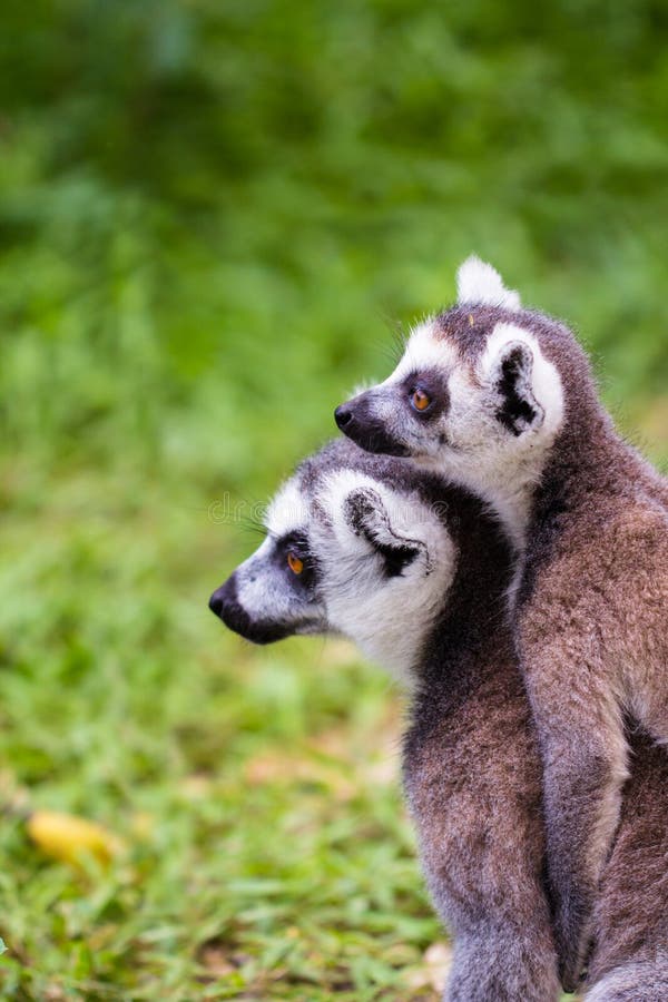 Raccoons couples stock image. Image of mask, wildlife - 43440995