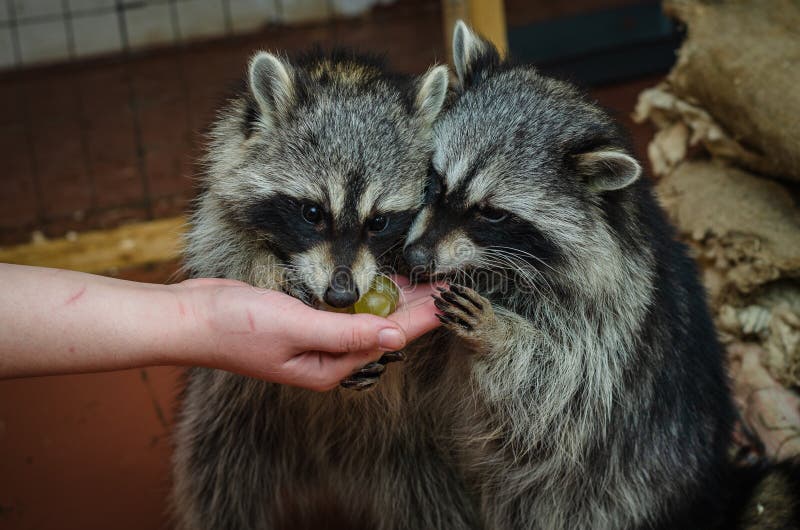 124 Racoon Hands Stock Photos - Free & Royalty-Free Stock Photos from ...