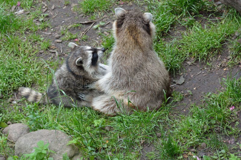 Raccoons Playing Ground in the Zoo Stock Photo - Image of forest, tree ...