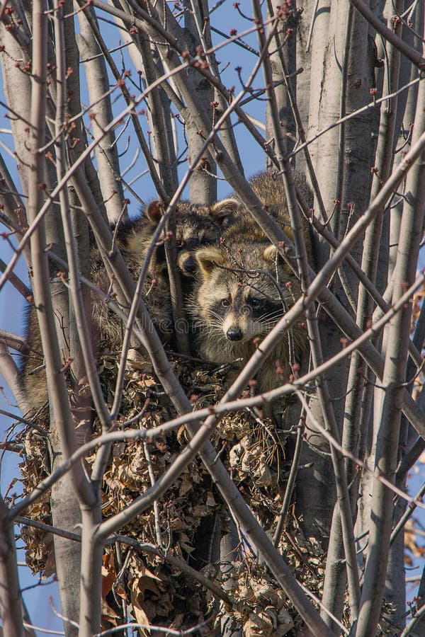 Raccoons in a tree stock photo. Image of troublemaker - 109429016