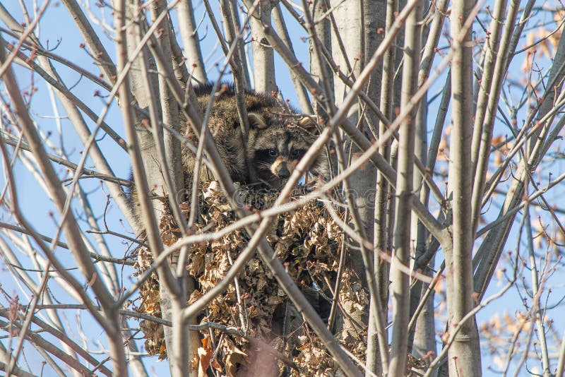 Raccoons in a tree stock photo. Image of procyon, cute - 109429512