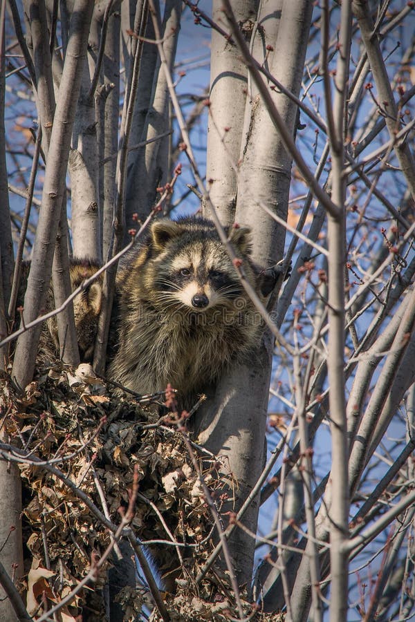 Raccoons in a tree stock image. Image of intelligent - 109430145