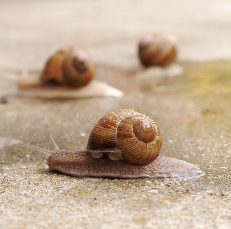 Snail Run, Near the Finish Line, Winner Sign on the Ground Stock Image ...