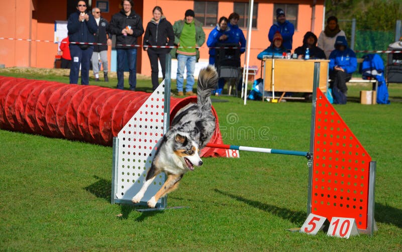 Race of agility dog editorial stock photo. Image of australian - 48377293