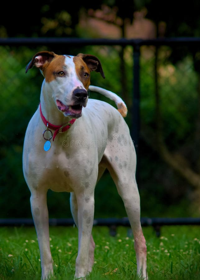 Chien arabe image stock. Image du arabe, chien - 29815133