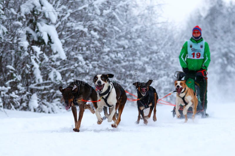 Race of draft dogs editorial stock photo. Image of frozen - 28803243