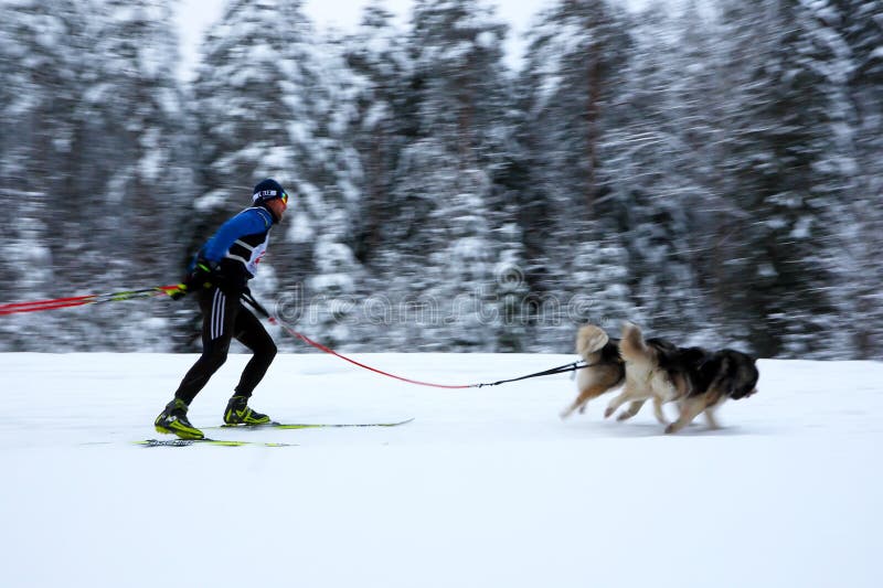 Race of draft dogs. stock photo. Image of running, draft - 78169742