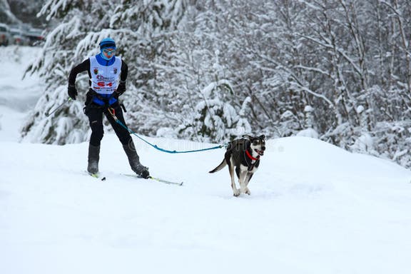 Race of draft dogs editorial photo. Image of recreational - 28803286