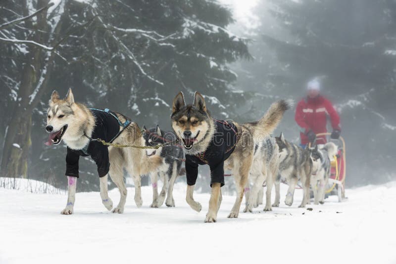 Race of draft dogs stock image. Image of race, canine - 42265755
