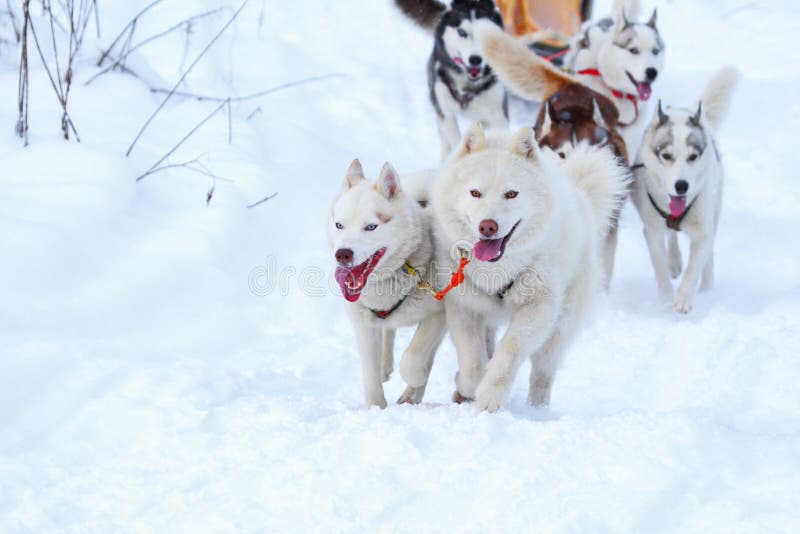 Race of draft dogs stock image. Image of race, canine - 42265755