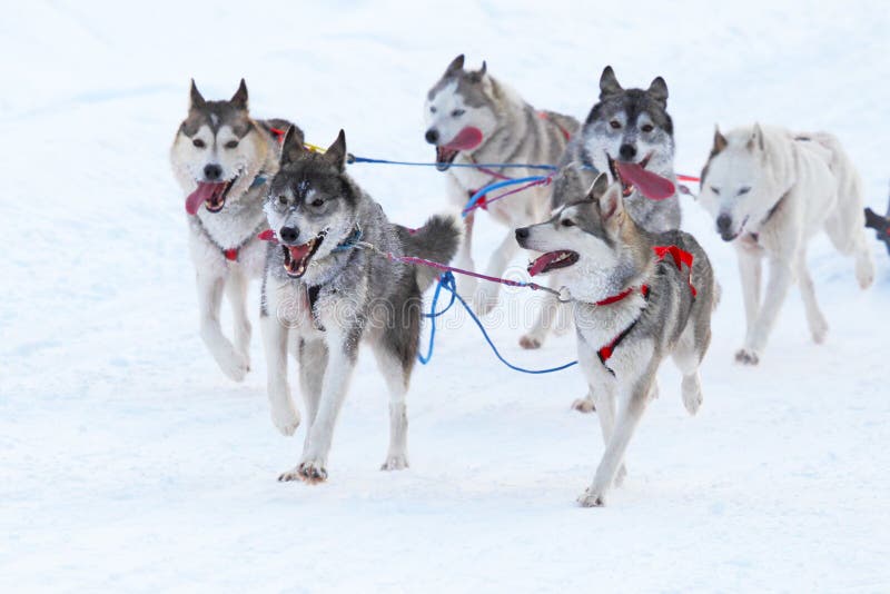 Race of draft dogs stock image. Image of race, canine - 42265755
