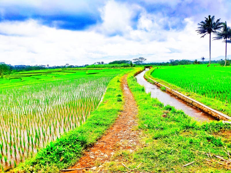 Race Field in My Village Part 2 Stock Photo - Image of grassland ...