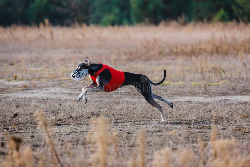 The Race of Greyhound. Field Coursing Competition Stock Image - Image ...