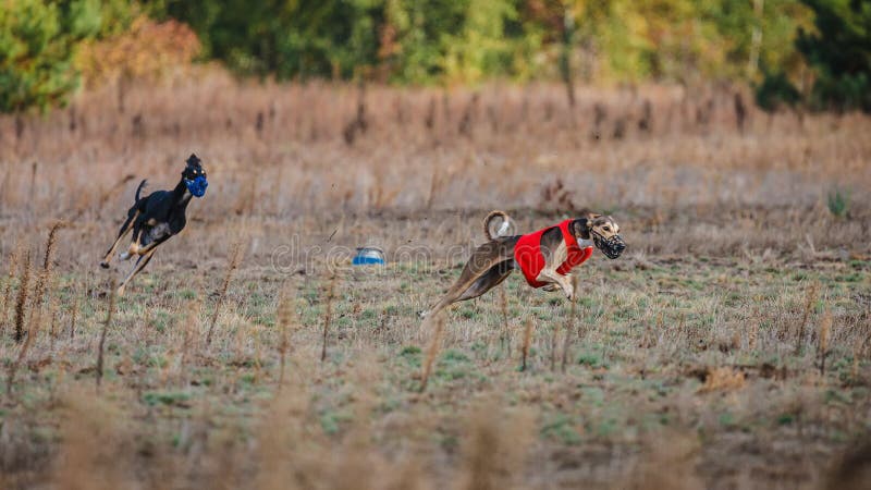 The Race of Greyhound. Field Coursing Competition Stock Photo - Image ...