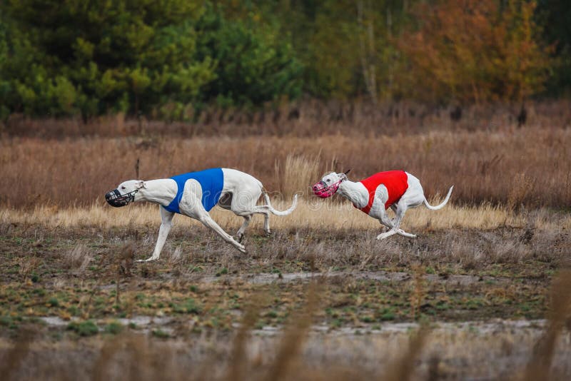 The Race of Greyhound. Field Coursing Competition Stock Photo - Image ...