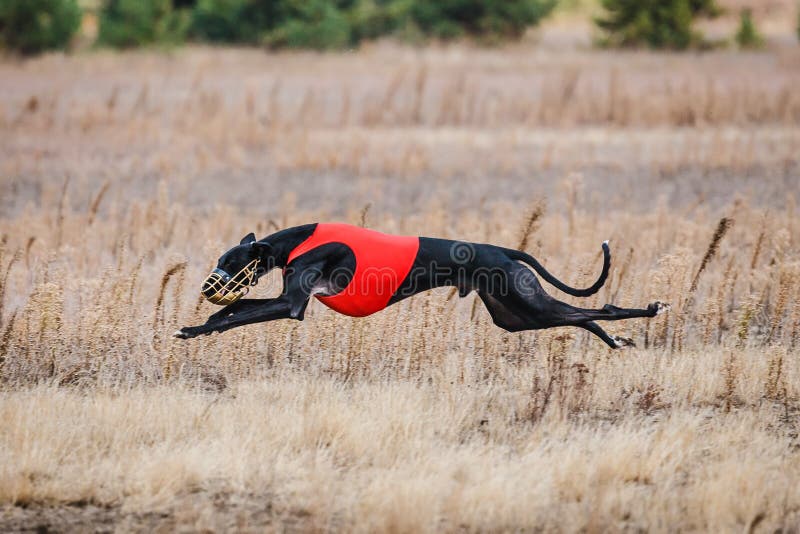The Race of Greyhound. Field Coursing Competition Stock Image - Image ...