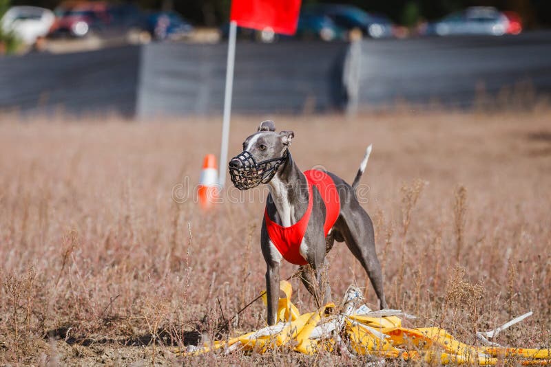 The Race of Greyhound Whippet. Field Coursing Competition Stock Image ...