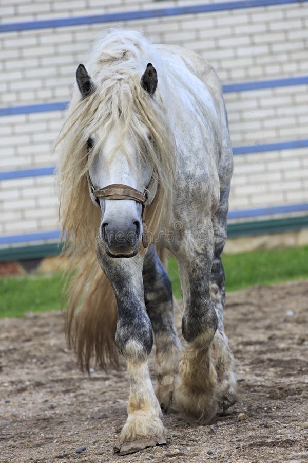 Jeune Cheval De Trait De Percheron (2) Photo stock - Image du jeune ...