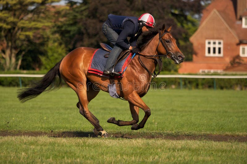 Full Gallop Cowgirl editorial photography. Image of horse - 8133202