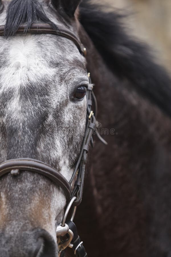 Race Horse Head Detail Ready To Run. Paddock Area Stock Photo - Image ...