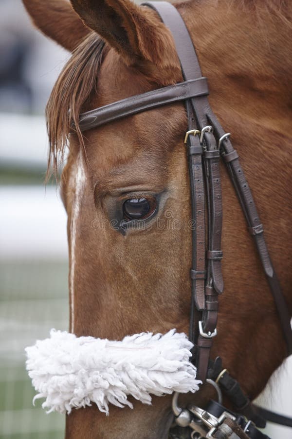 Race Horse Head Detail Ready To Run. Paddock Area Stock Image - Image ...