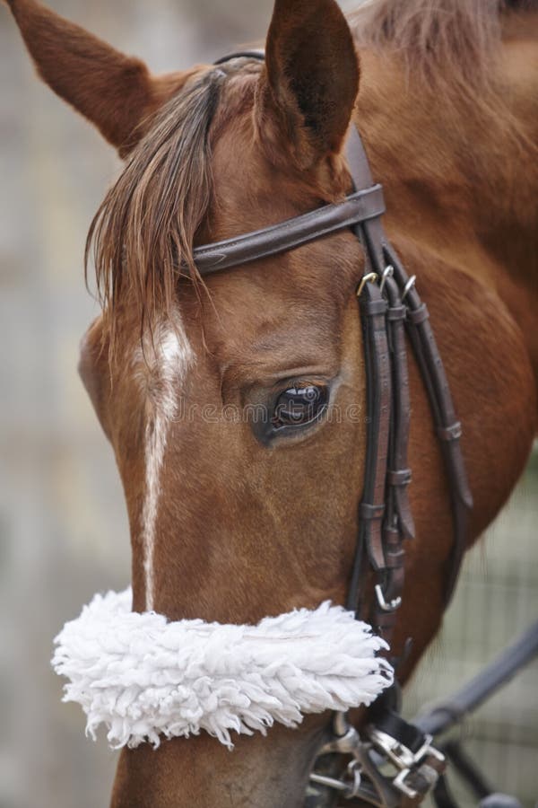 Race Horse Head Detail Ready To Run. Paddock Area Stock Image - Image ...