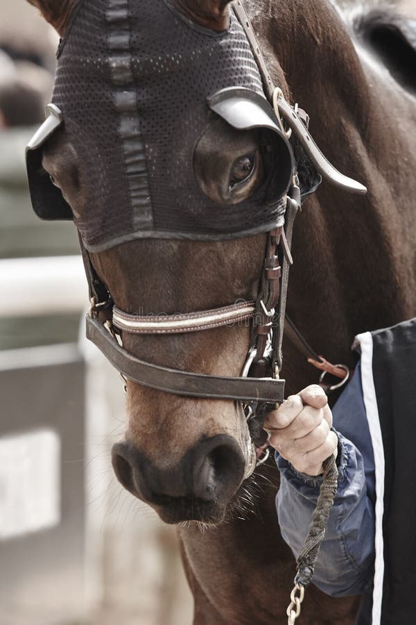 Race Horse Head Detail Ready To Run. Paddock Area Stock Image - Image ...