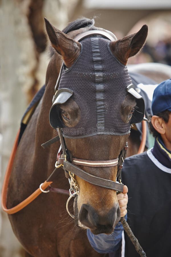 Race Horse Head Detail Ready To Run. Paddock Area. Editorial Image ...