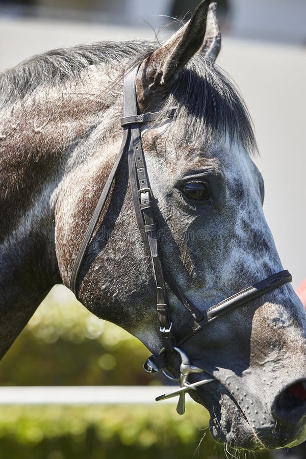 Race Horse Head. Purebred in the Hippodrome. Turf Stock Photo - Image ...