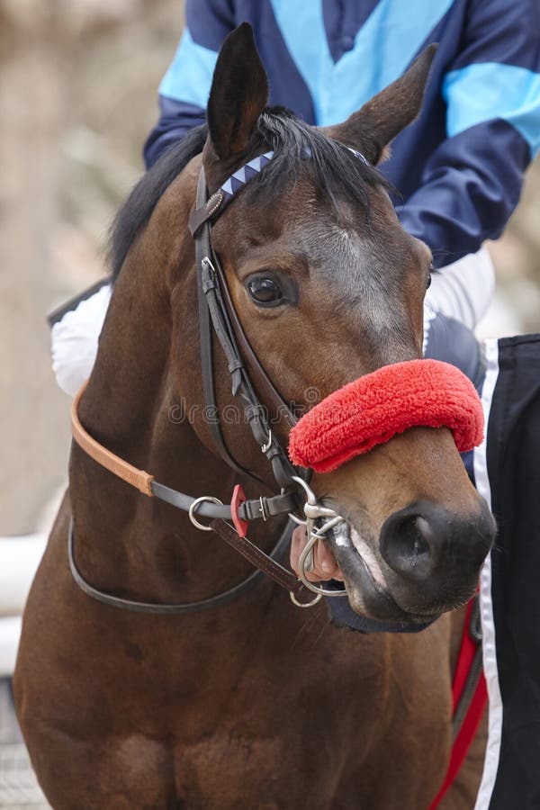 Race Horse Head Ready To Run. Paddock Area Stock Image - Image of ...