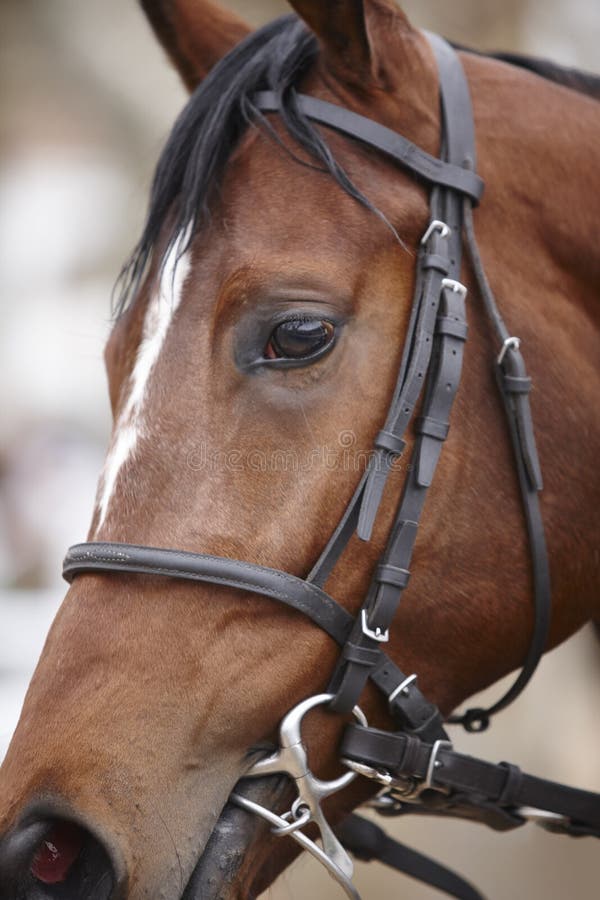 Race Horse Head Ready To Run. Paddock Area Stock Image - Image of ...