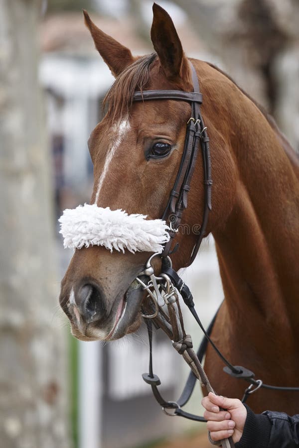 Race Horse Head Ready To Run. Paddock Area Stock Photo - Image of ...
