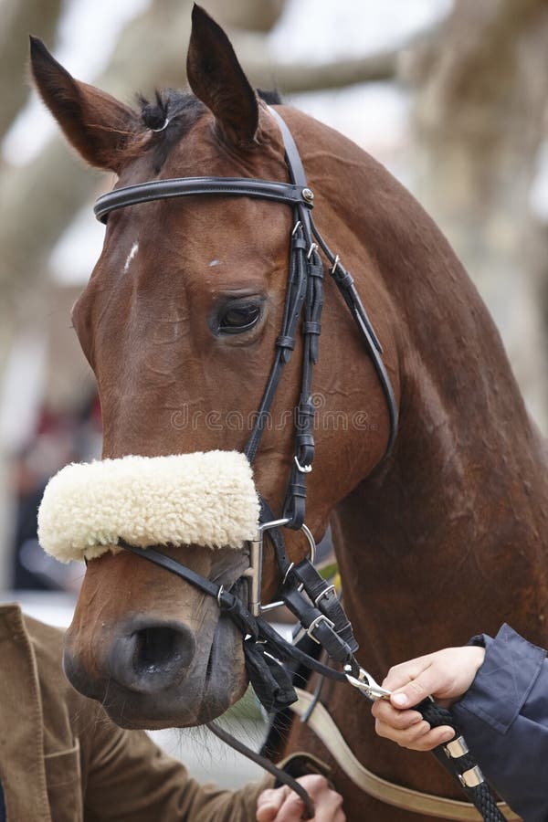 Race Horse Head Ready To Run. Paddock Area Stock Image - Image of ...
