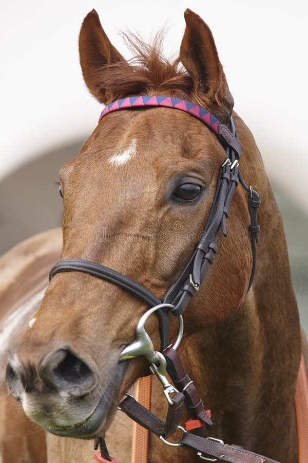 Race Horse Head Ready To Run. Paddock Area Stock Photo - Image of ...