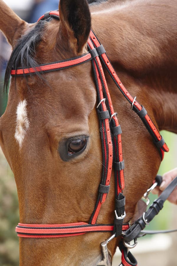 Race Horse Head Ready To Run. Paddock Area Stock Image - Image of ...