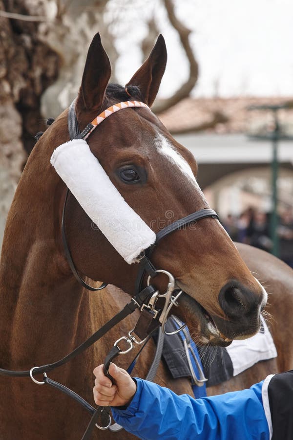 Race Horse Head Ready To Run. Paddock Area Stock Photo - Image of ...