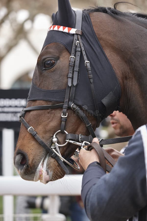 Race Horse Head Ready To Run. Paddock Area. Stock Image - Image of ...