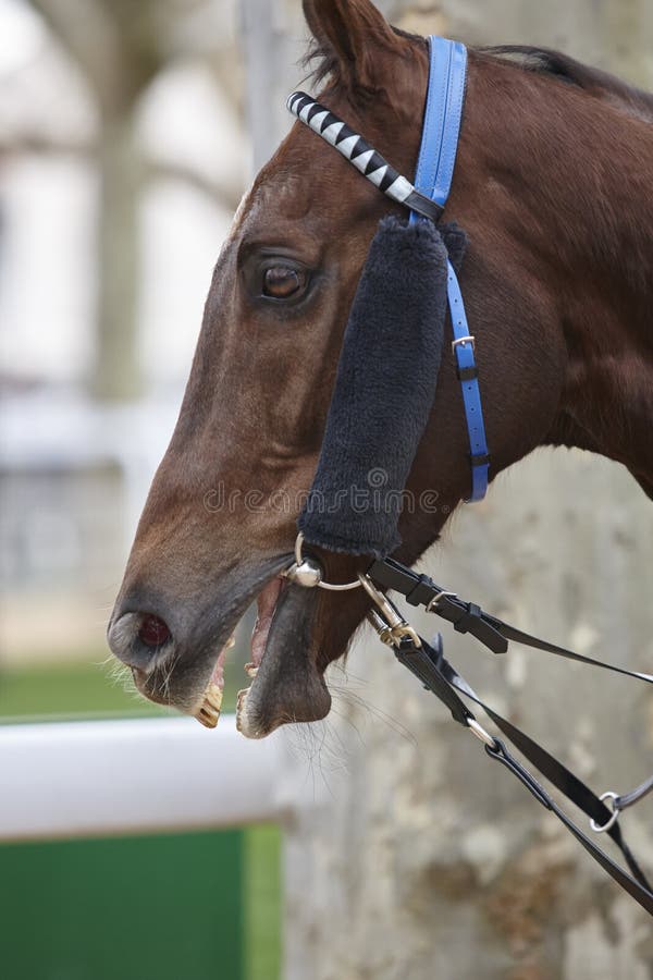 Race Horse Head Ready To Run. Paddock Area Stock Photo - Image of fast ...
