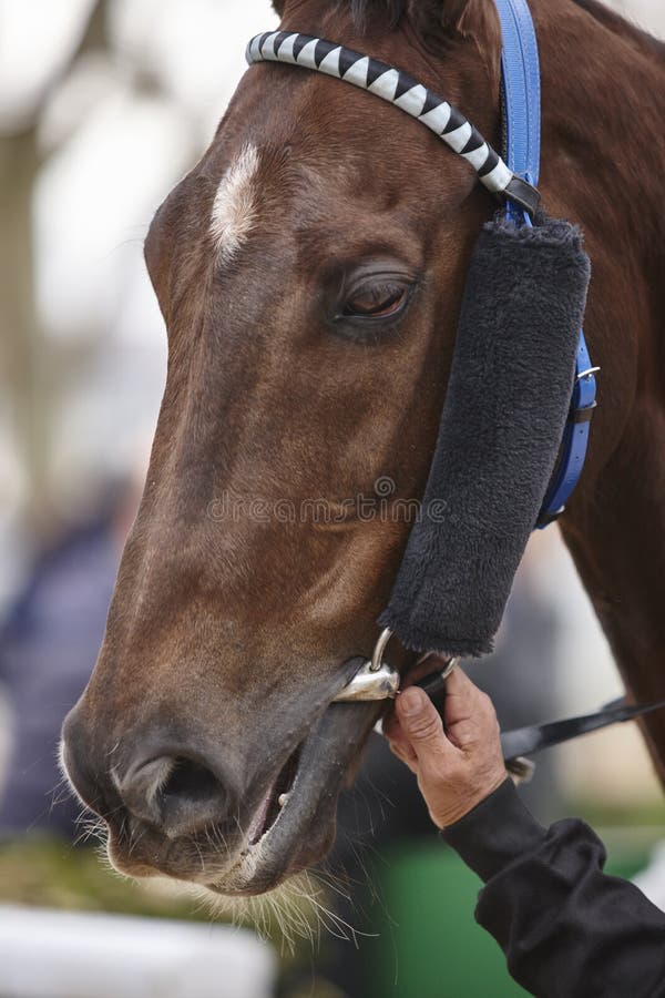 Race Horse Head Ready To Run. Paddock Area Stock Photo - Image of derby ...