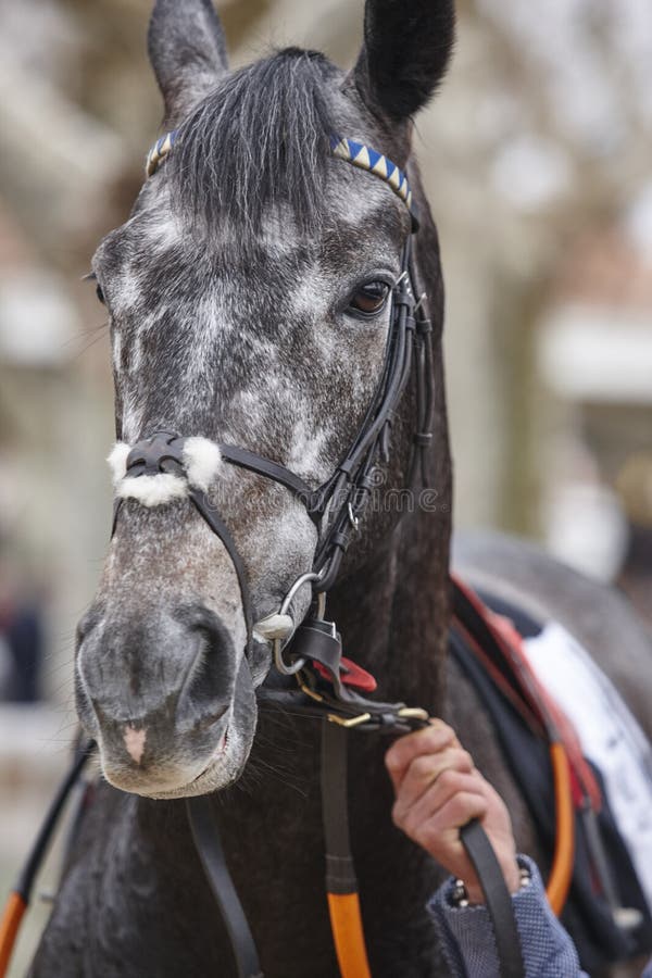 Race Horse Head Ready To Run. Paddock Area Stock Image - Image of horse ...